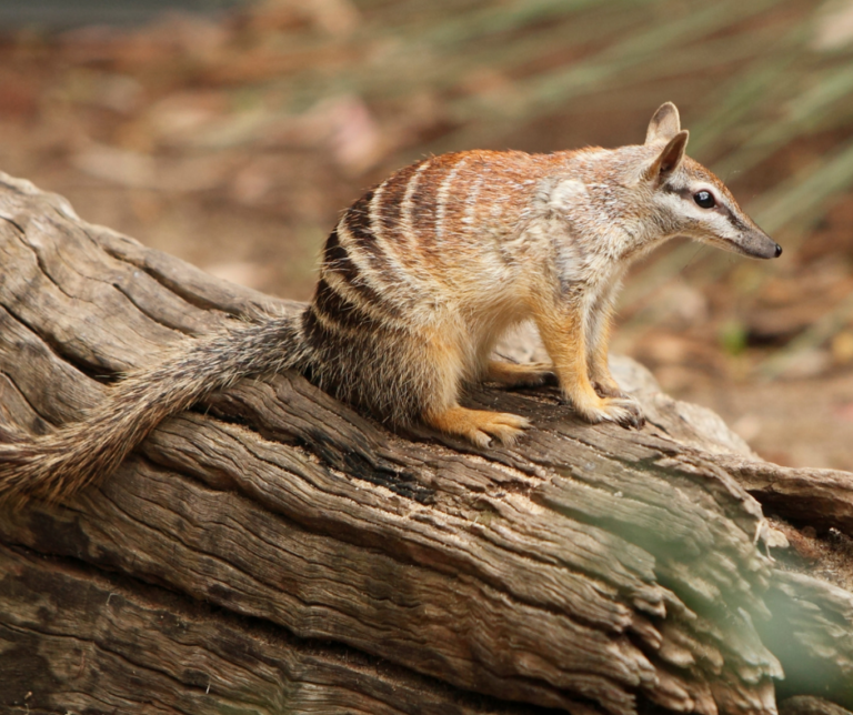 4. November 2023 - Welttag des Numbats - Besserwisser Kalender