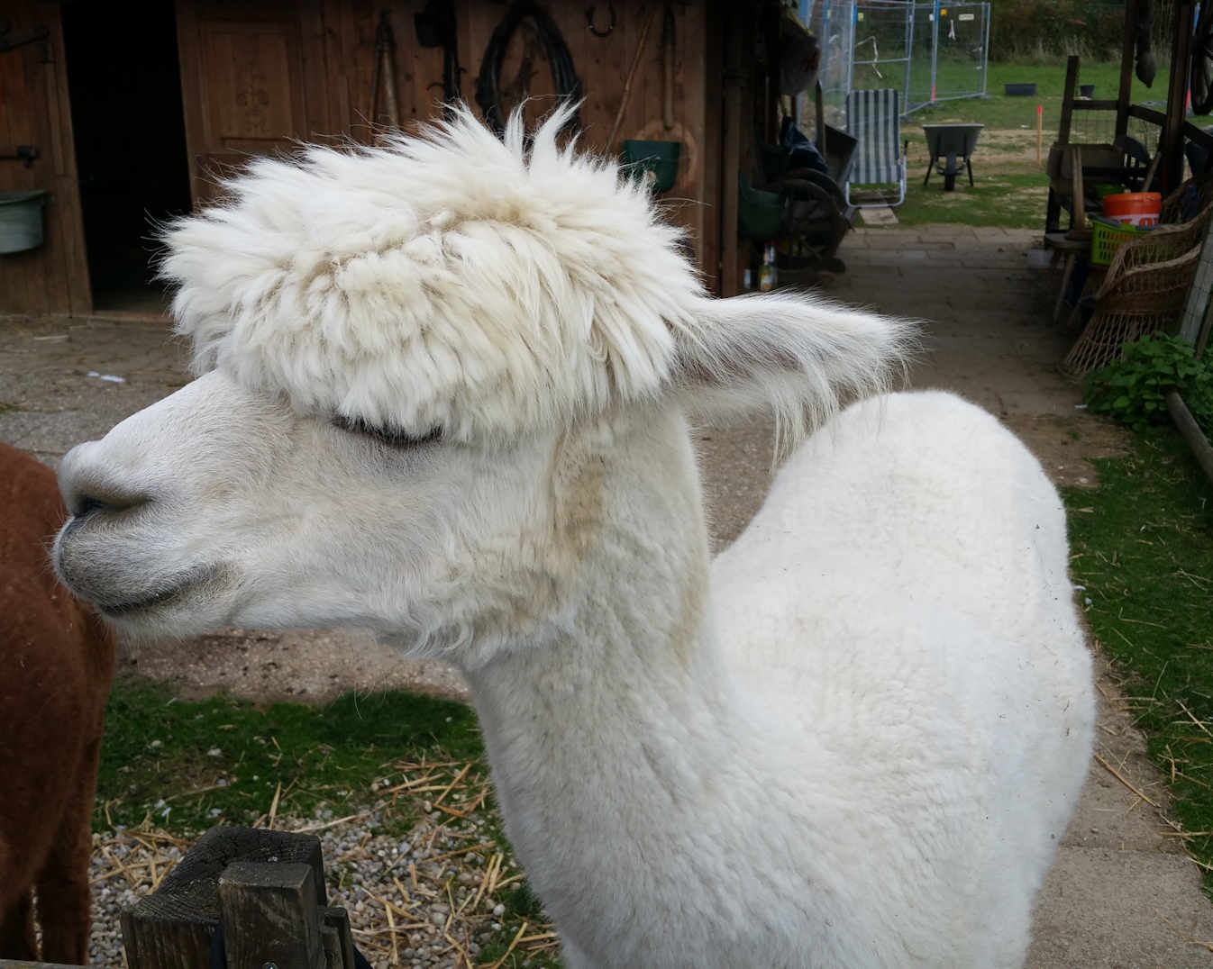 9. Dezember 2023 - Tag der Lamas - Besserwisser Kalender