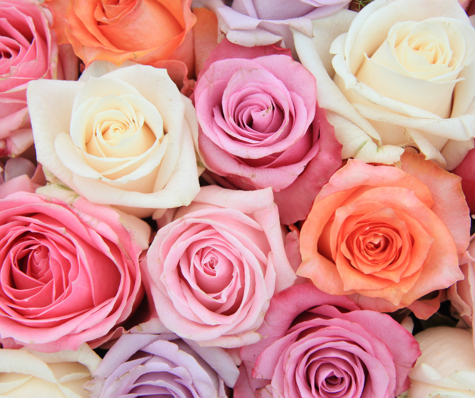 7. Februar 2024 - Tag der Rosen - Besserwisser Kalender