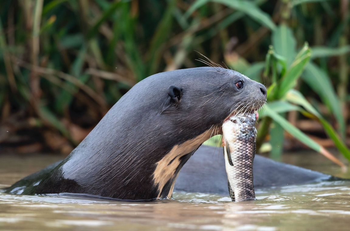 28. Mai 2025 - Welttag der Otter - Besserwisser Kalender