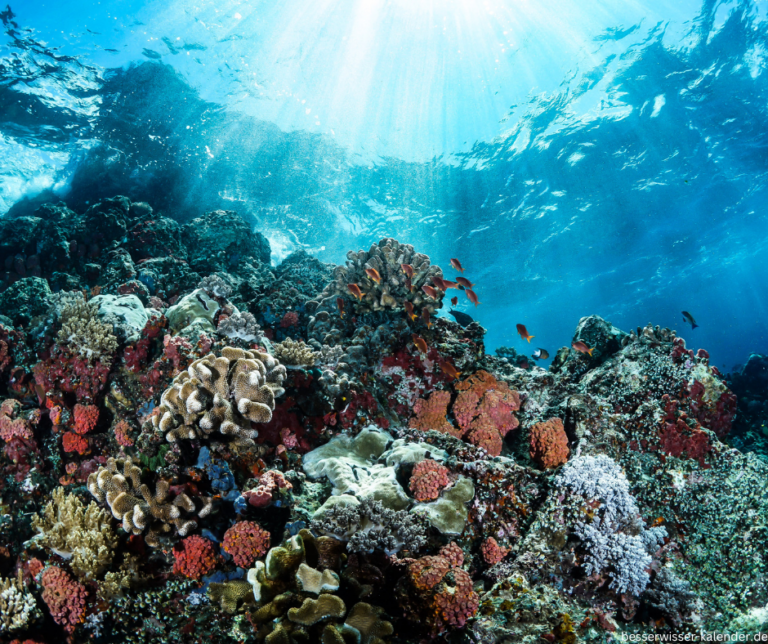 9. Juni 2026 - Coral Triangle-Tag - Besserwisser Kalender